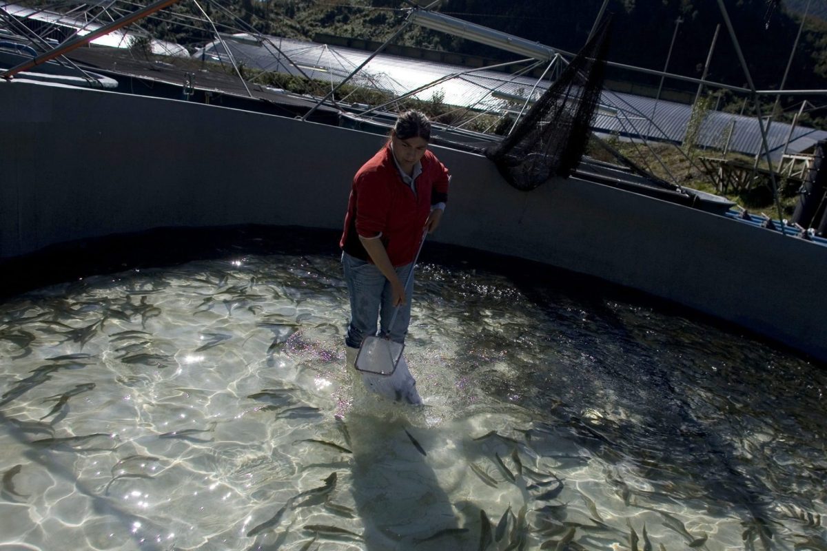 Chile quiere ser un país acuicultor con especies como la corvina