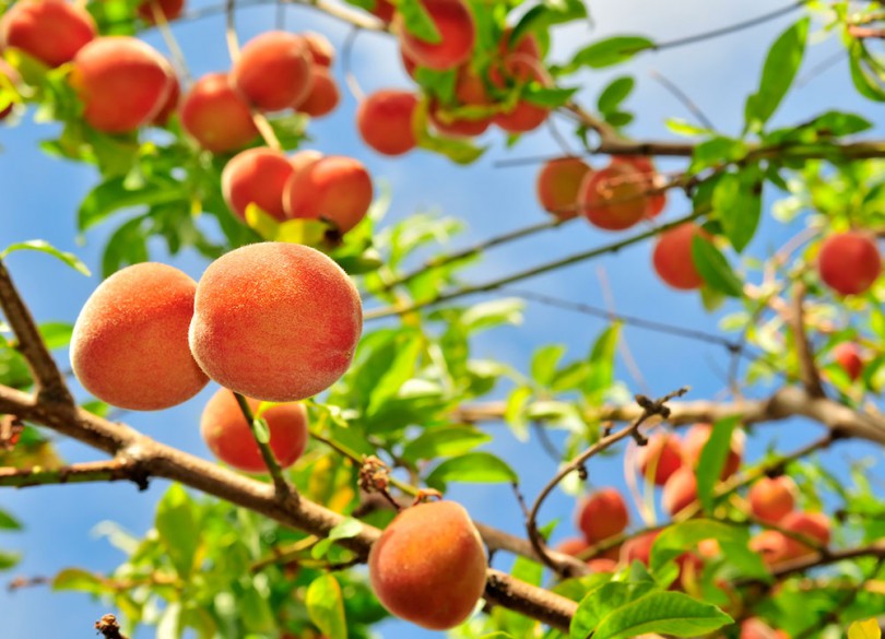 La campaña de fruta de hueso sufre un aumento de costes de hasta el 20 ...