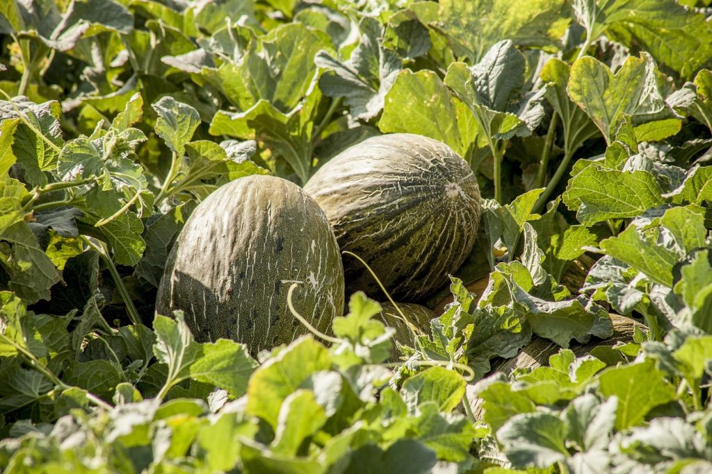 Descubren cómo un hongo aumenta el hierro en el melón y el pepino - EFEAgro