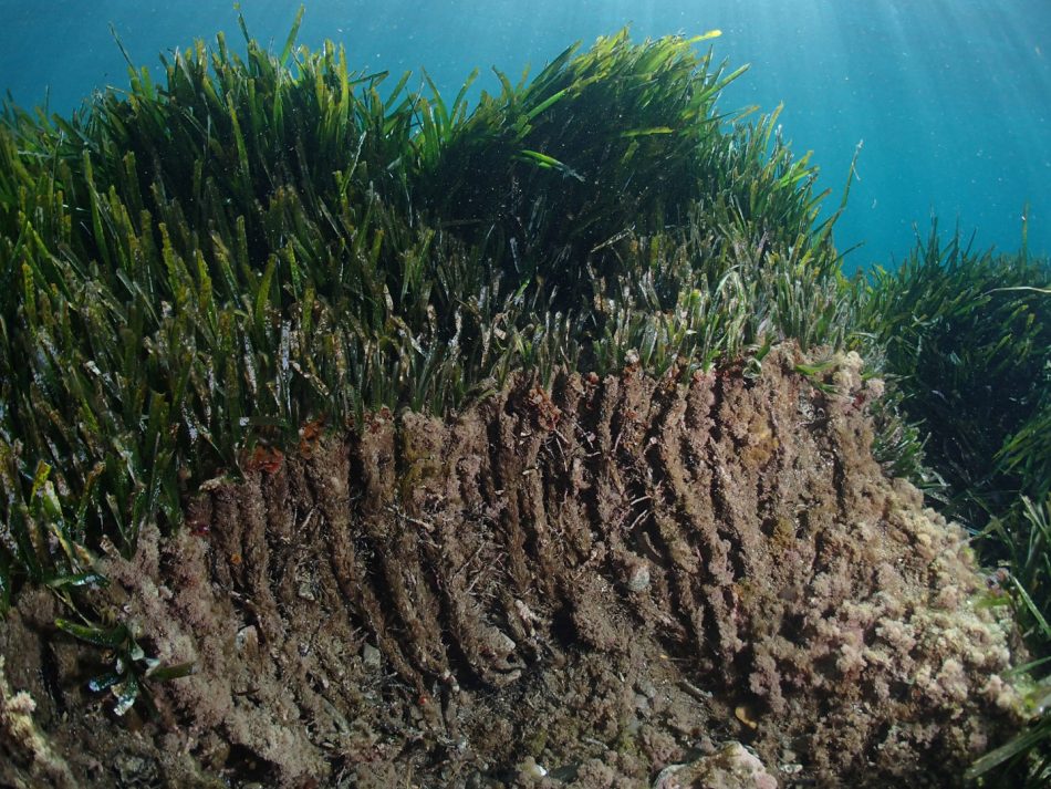 Posidonia fertilizante para arroz