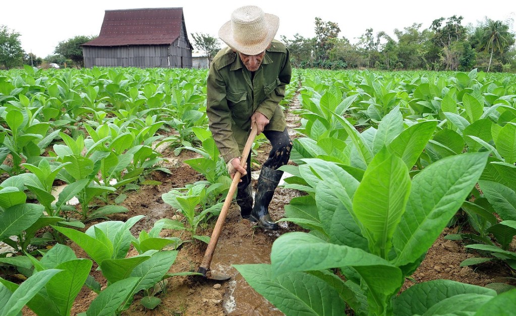 Pinar del Río, la mayor zona productora de tabaco de Cuba, inicia la ...