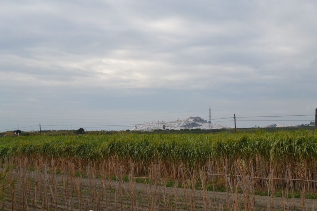 Zafra azucarera redujo su producción en Guatemala 7,2 % durante 2021