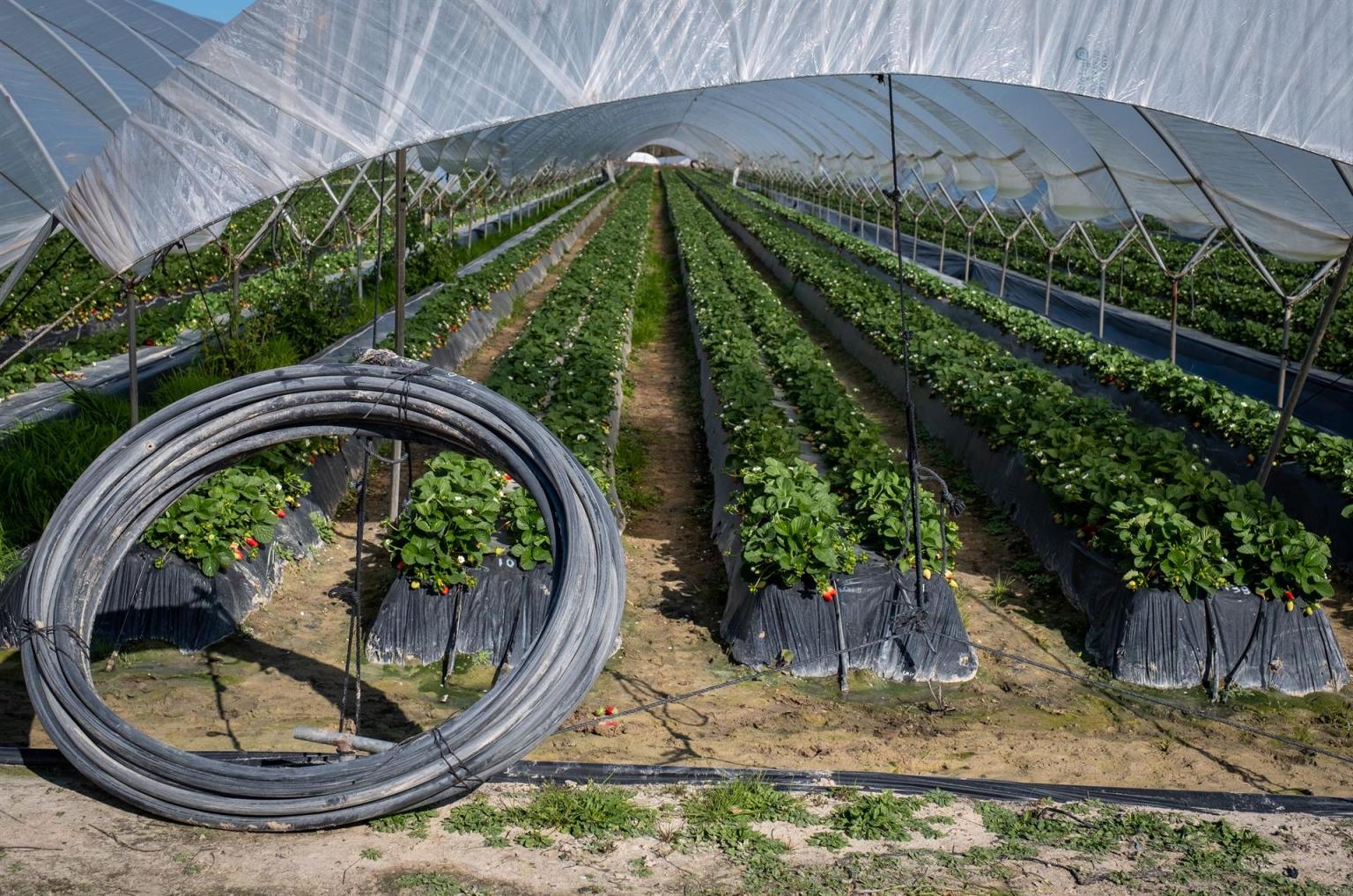 El PIB del sector primario aumenta el 1,1 % en el tercer trimestre