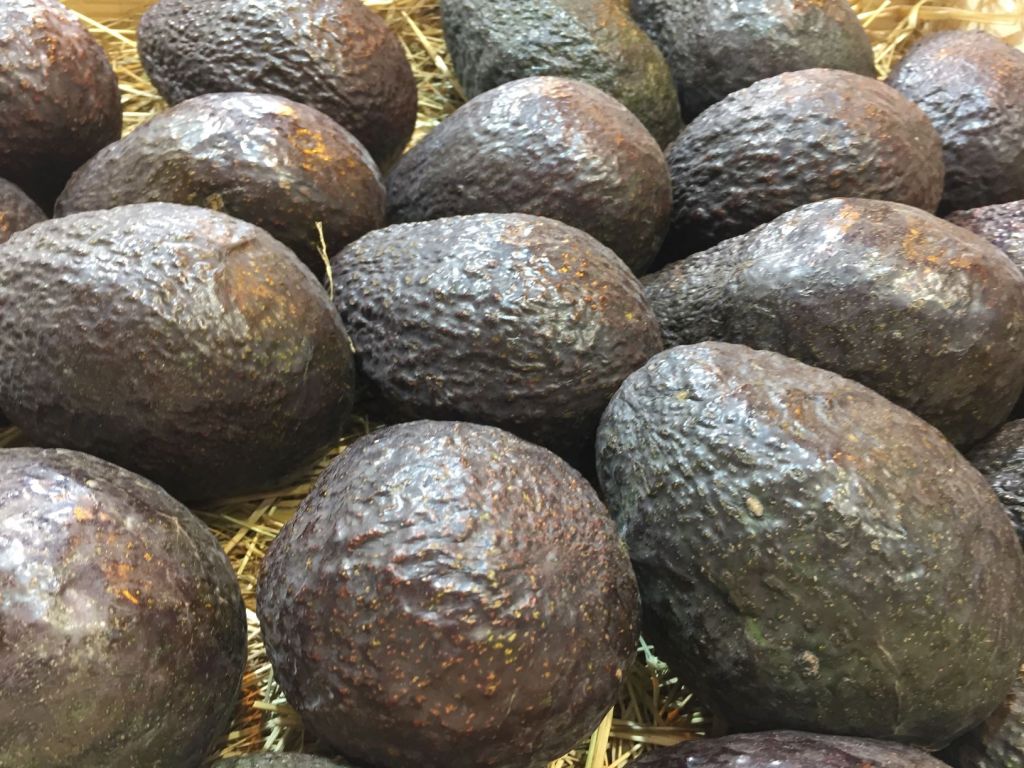 Trabajan en el control biológico para evitar los hongos del aguacate ...