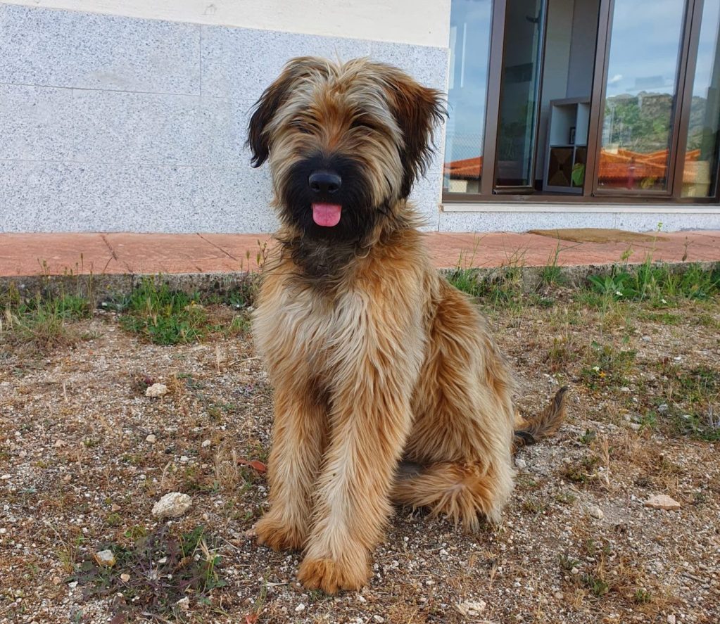 El "boom" de las mascotas, una vía de escape contra la extinción del perro pastor - EFEAgro