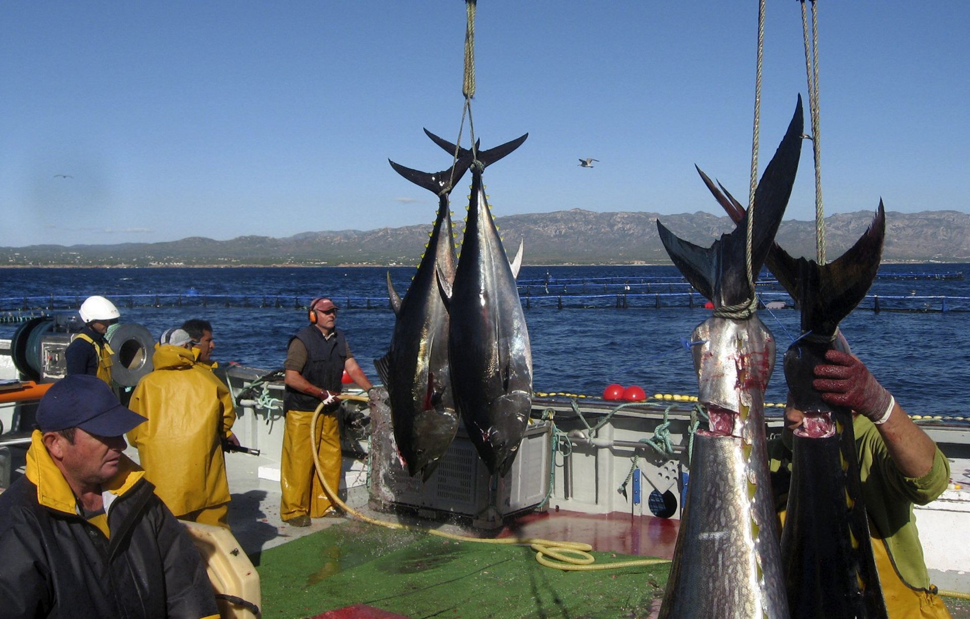 Brasil lidera una estrategia pionera de captura sustentable de atunes ...