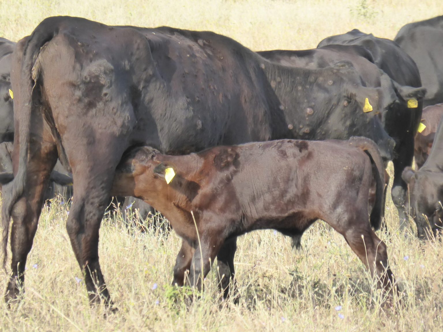 Detectan el primer caso de dermatosis nodular fuera de Cataluña - EFEAgro