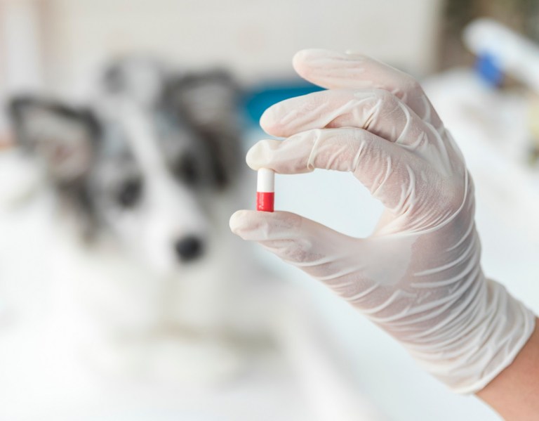 Los distribuidores de sanidad animal piden una ley específica para el ...